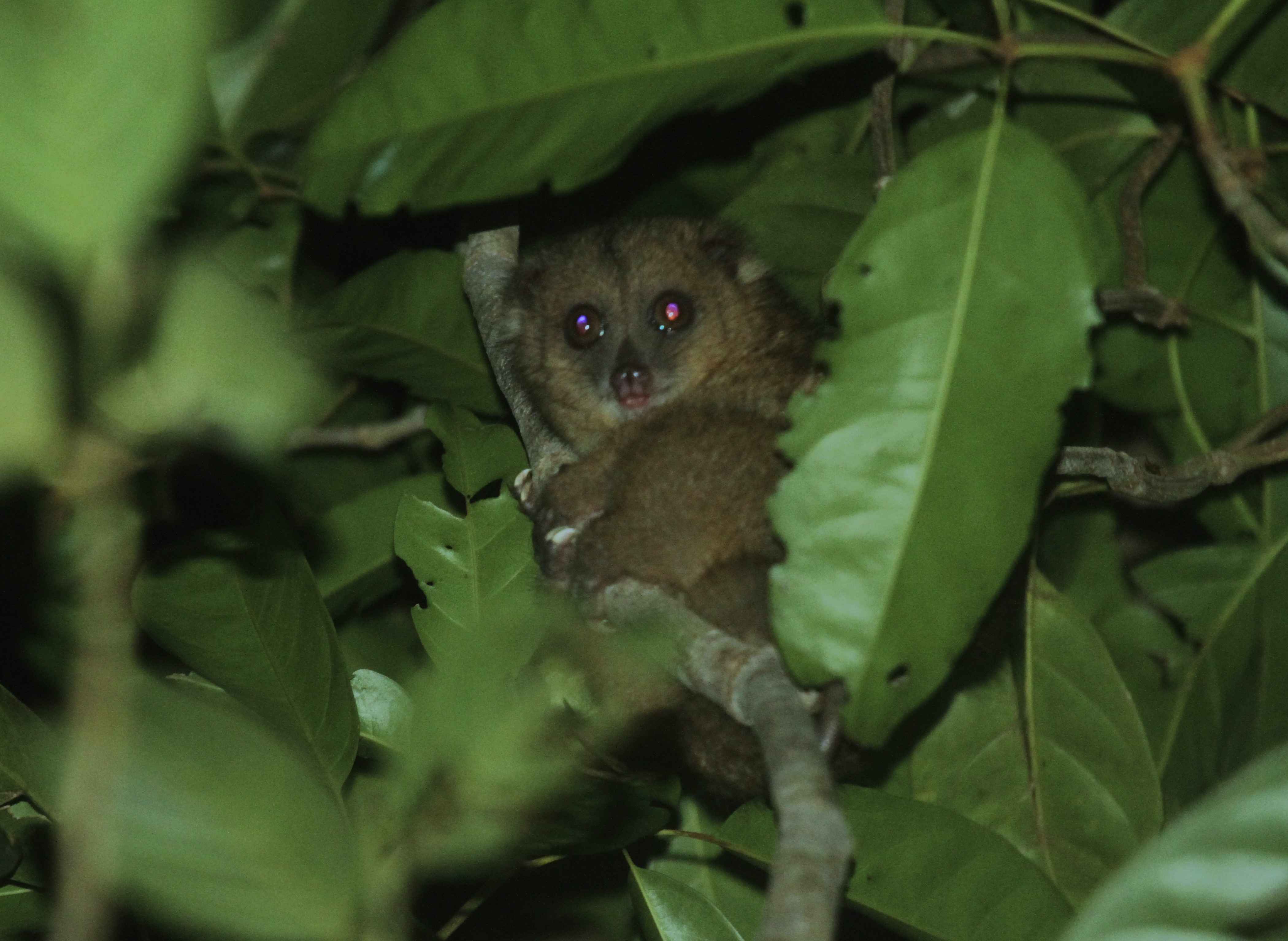 Melestarikan Kuskus Obi, ‘Si Pemalu’ Endemik Pulau Obi yang Bernilai Ekologi Tinggi